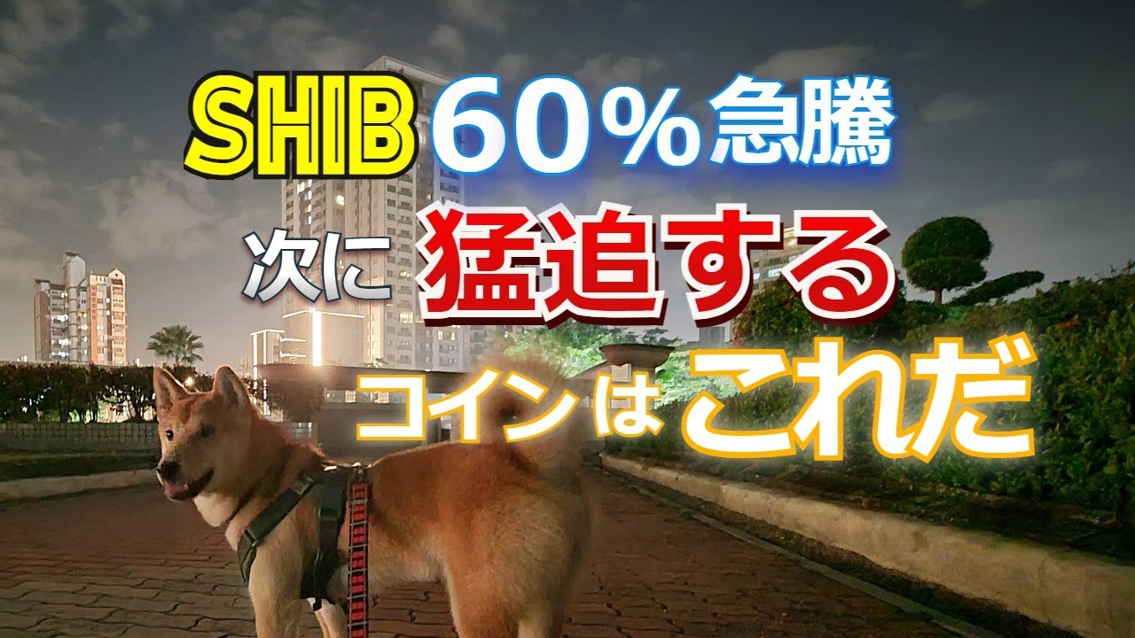 SHIB（柴犬）が60％を急騰！次に、これを猛追するコインは何？ │ 金融情報のまとめ